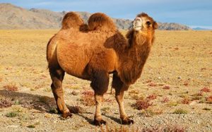 What is camel case? - Text Case Convert